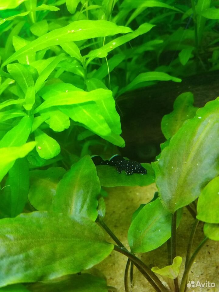 Звездчатый анциструс