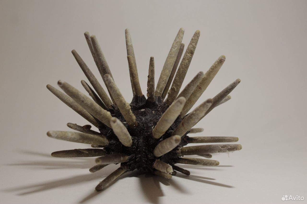 Морской еж, кораллы, ракушки, морские звезды