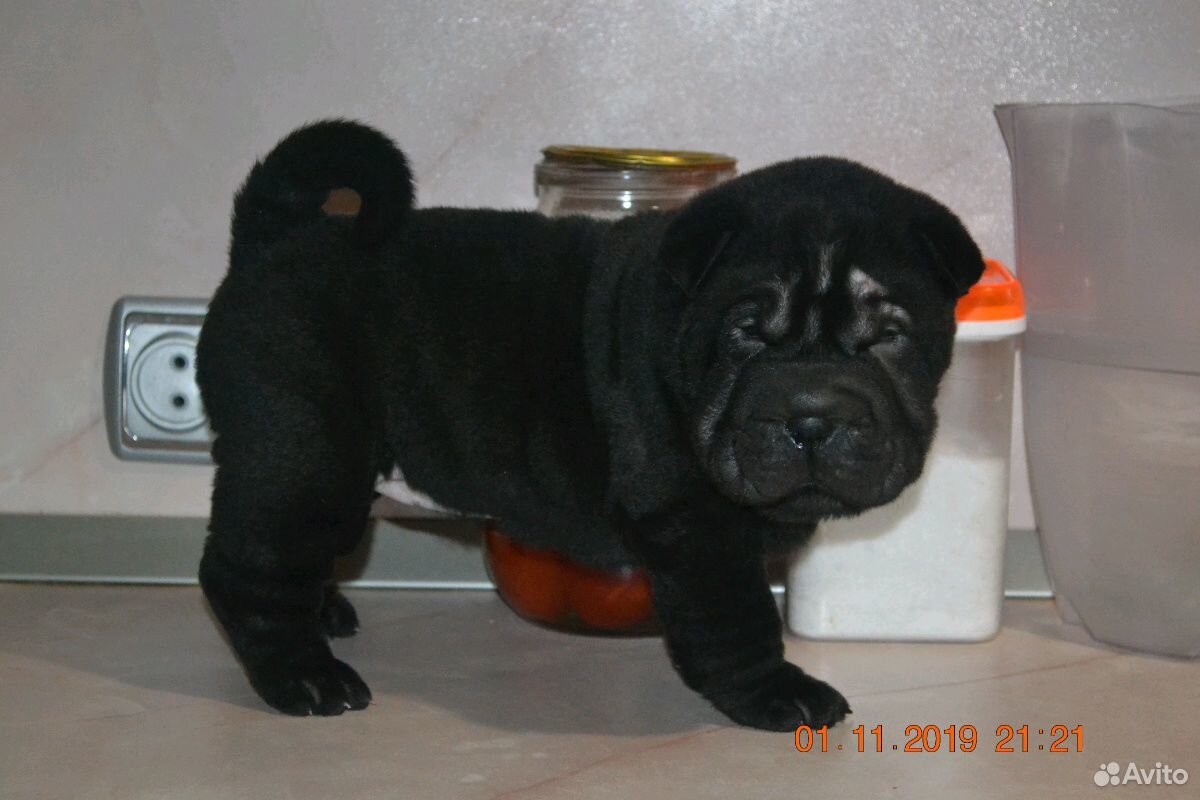 Малыши шарпея