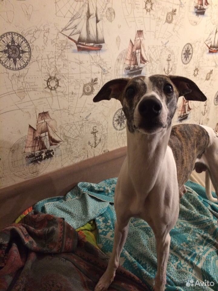 Продажа Уиппета