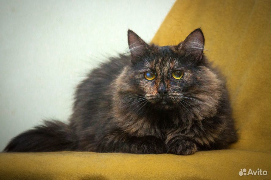 Чудесная пушинка Шарлотта ищет свою семью