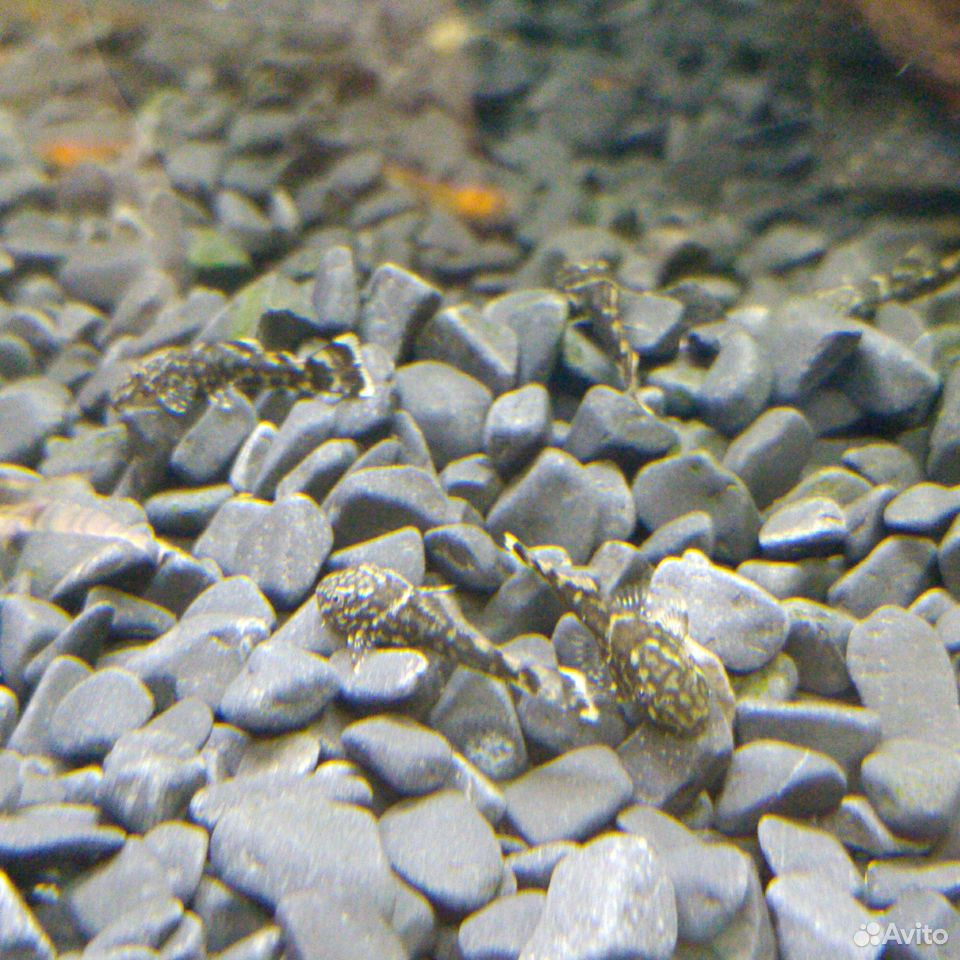 Сом анциструс