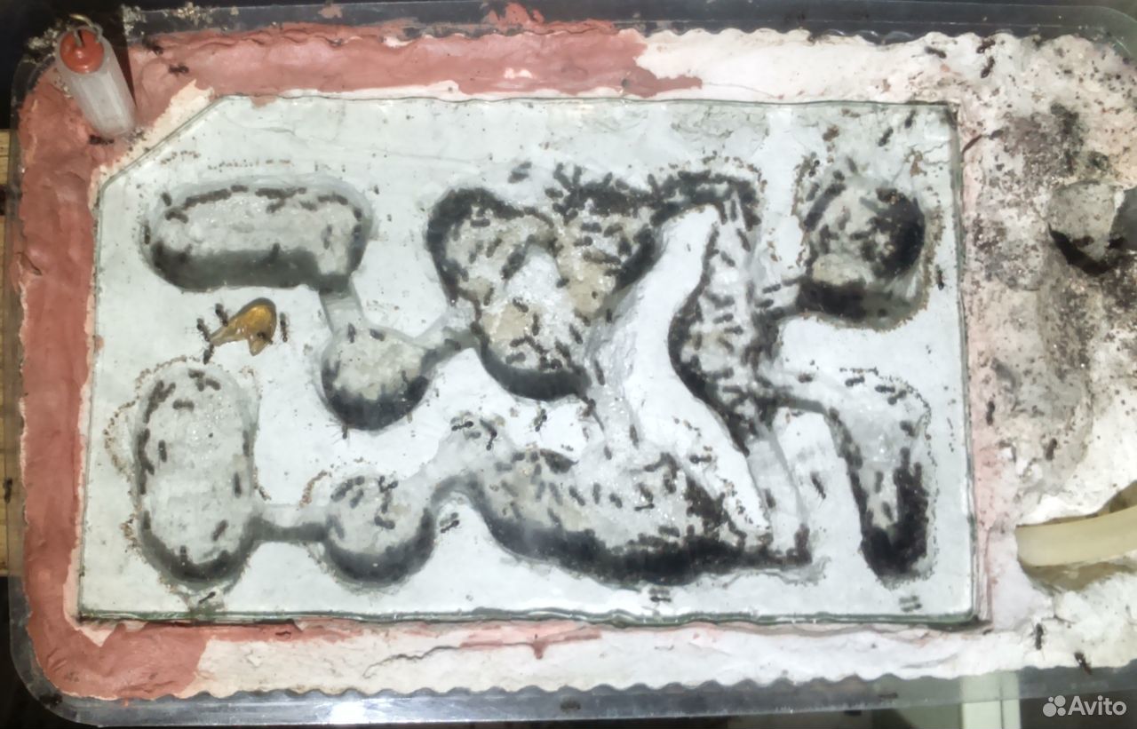 Формикарий с муравьями lasius niger