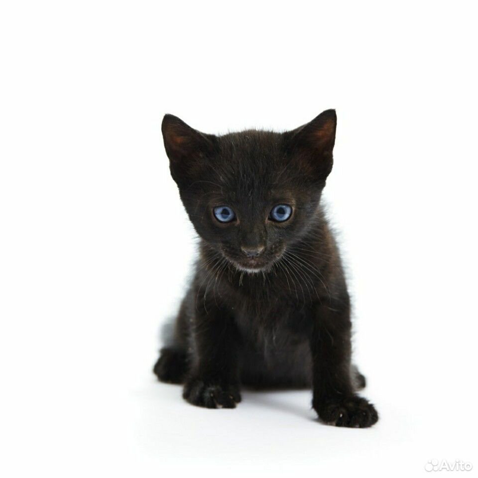 Черная бамбейская просто бомба