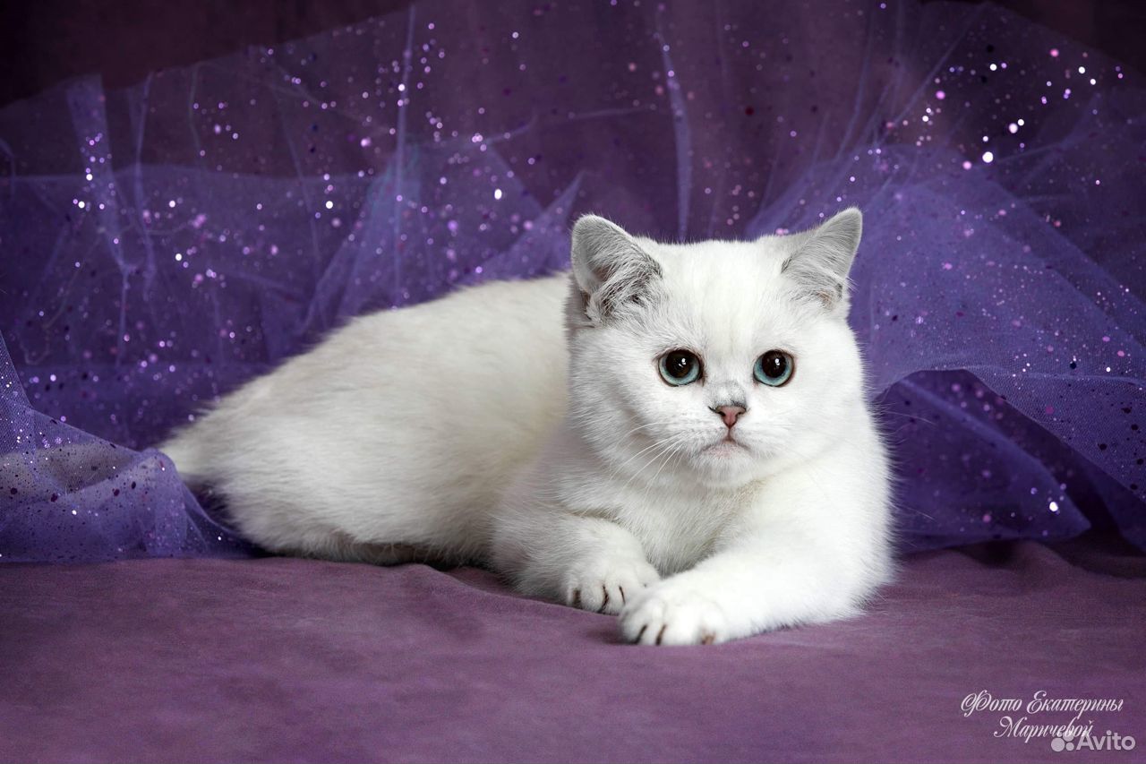 Котёнок