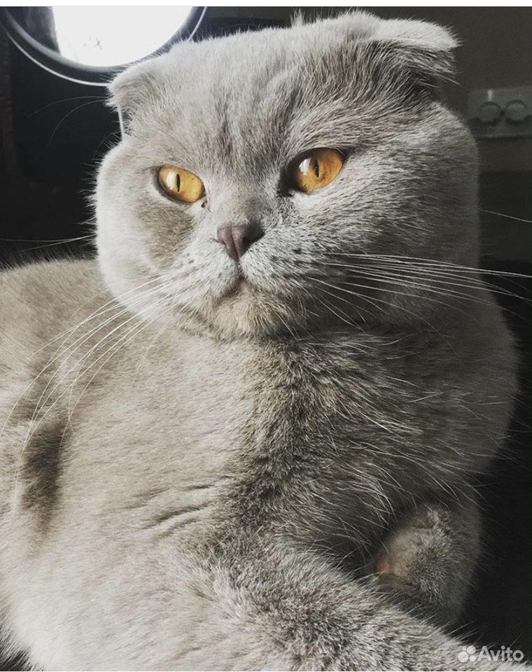 Кот-красавчик приглашает кошку в гости