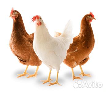 Молодка. опт. Розница