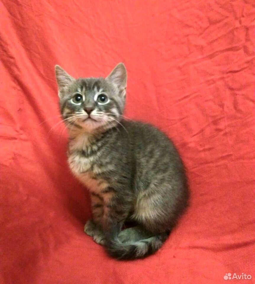 Красивейшая крошка Петрушка с серебристой шерсткой