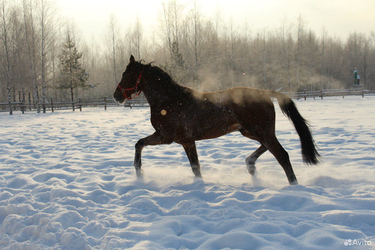 Лошадь