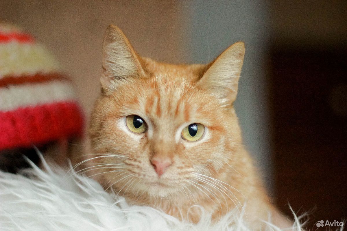 Кошка ищет дом