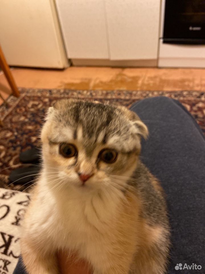 Шотландская