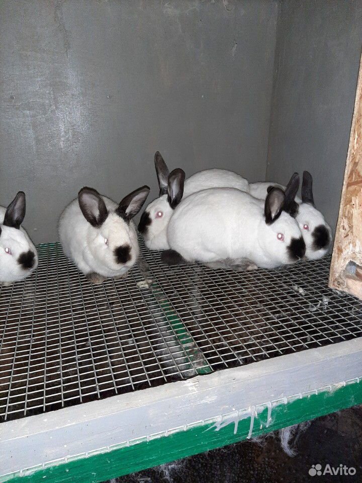 Калифорнийские Кролики