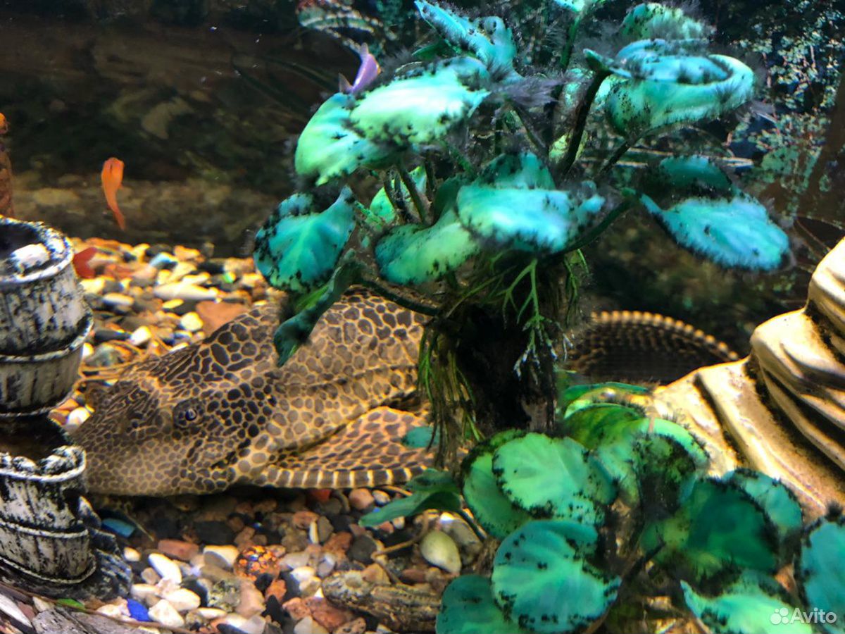 Птеригоплихт