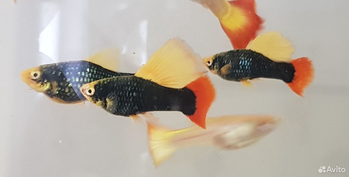 Пецилия гавайская