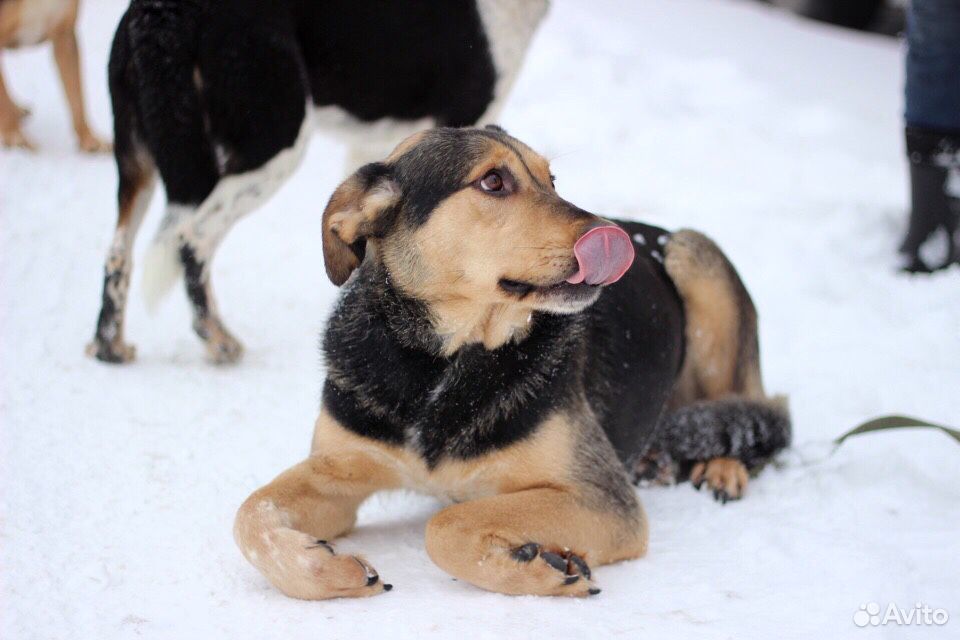 Красавица ищет новый дом