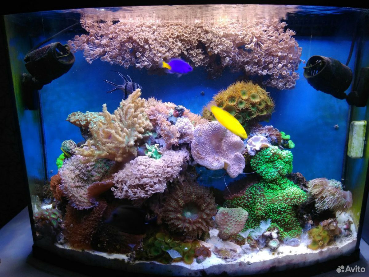 Аквариум морской ReefMax 60 (105 литров)