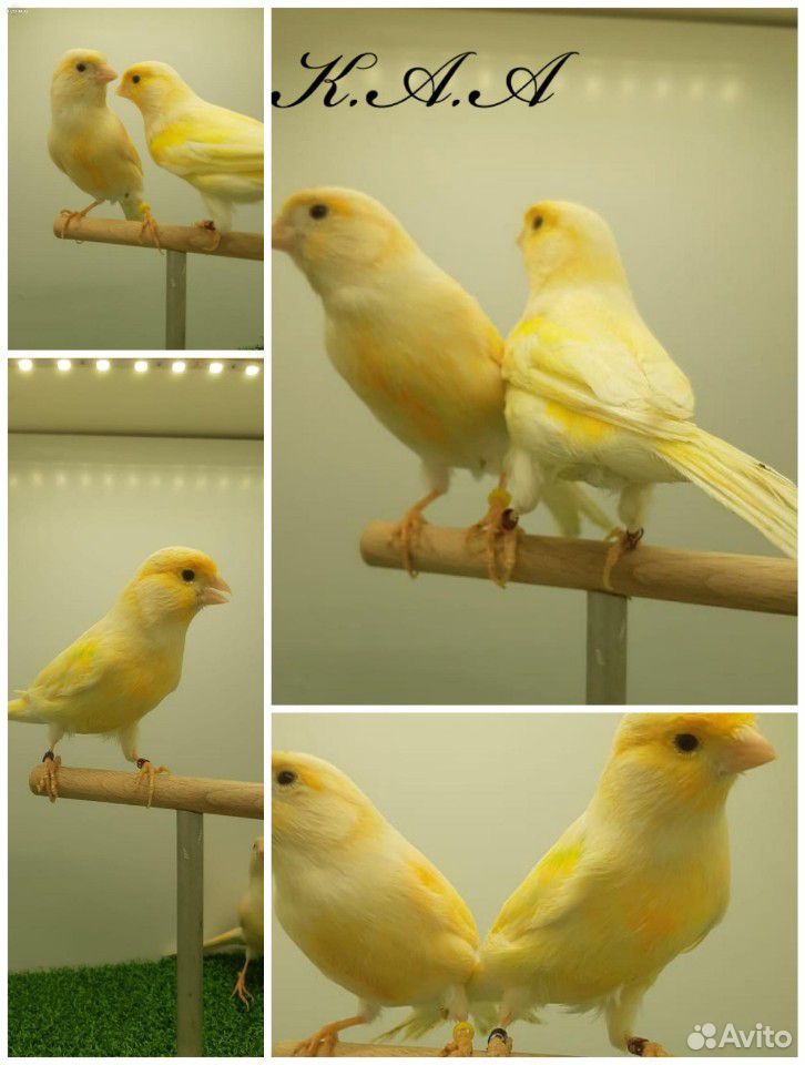 Птица в клетке