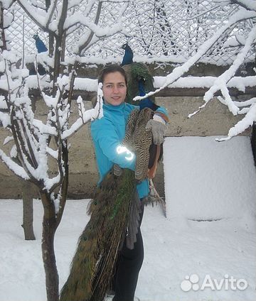 Декоративная птица