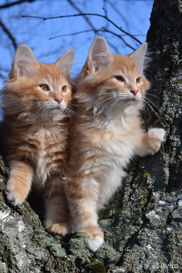 Красные курбобики