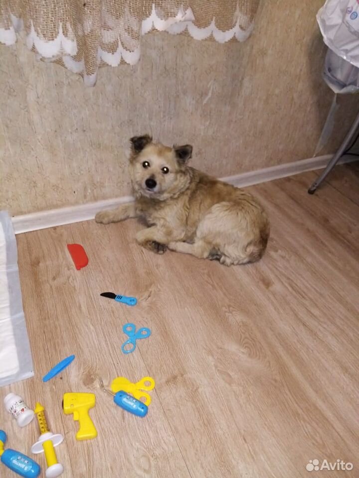 Ищет дом мелкая собачка Няша