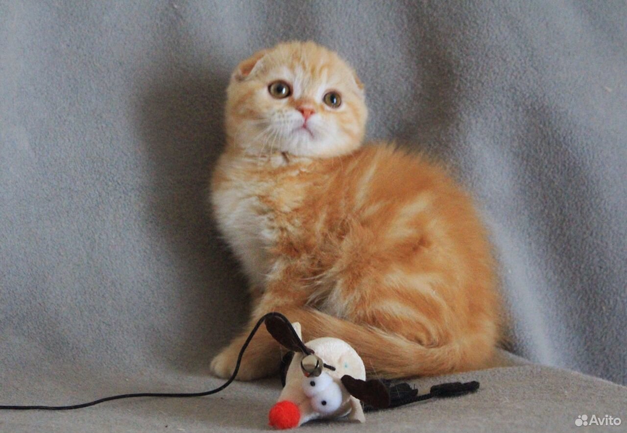 Красный мраморный котик
