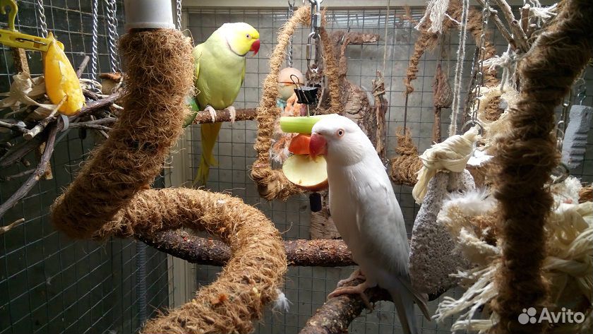 Ожереловые попугаи