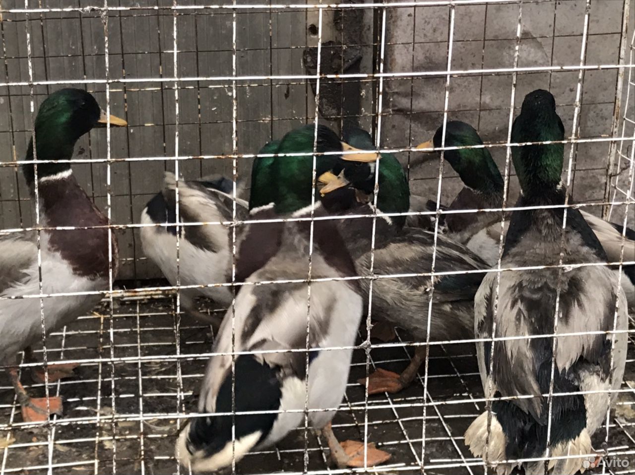 Селезня Утки Кряквы