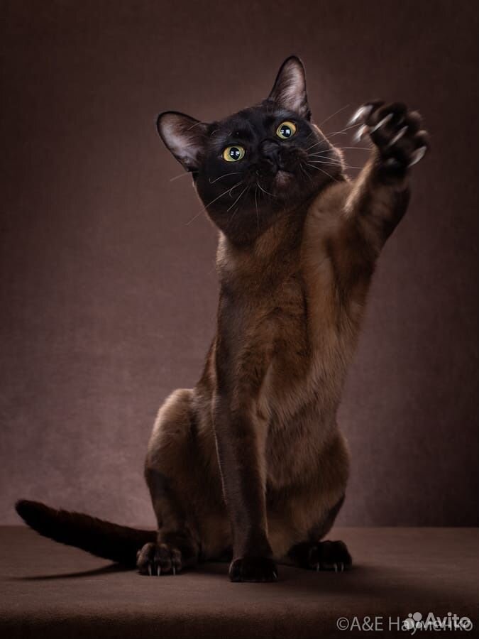 Вязка бурманский кот