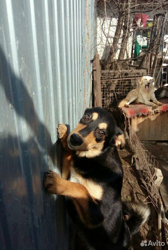 Собака Кори