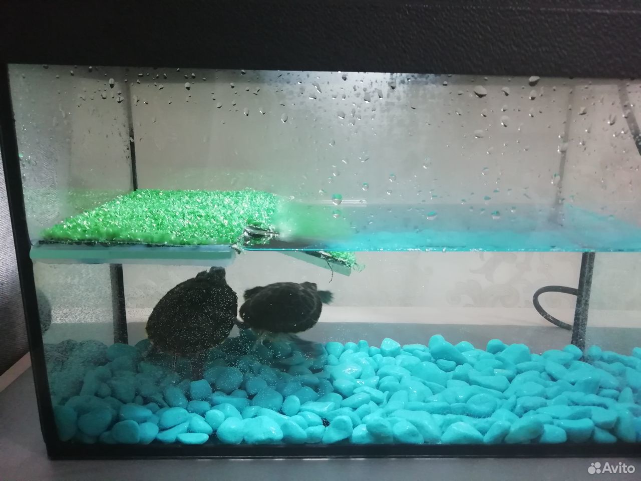 Красноухие черепахи 2 шт. + террариум 5 л