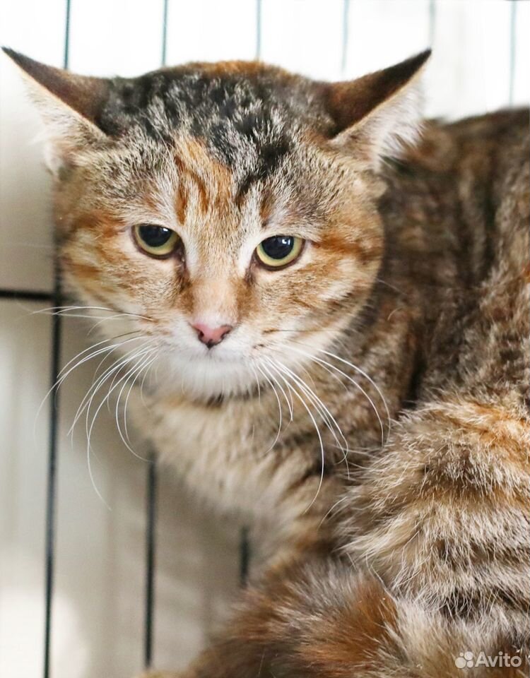 Полина полосатая трехцветная кошечка в дар