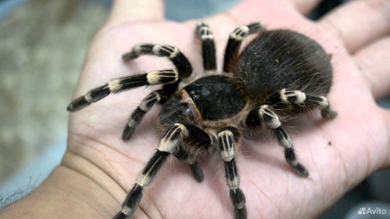 Паук Белоколенный Acanthoscurria geniculata