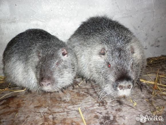 Продаются нутрии
