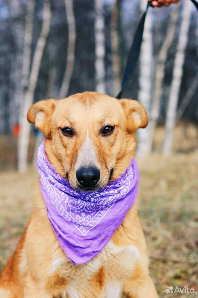 Рыжая красотка Сандра в добрую семью