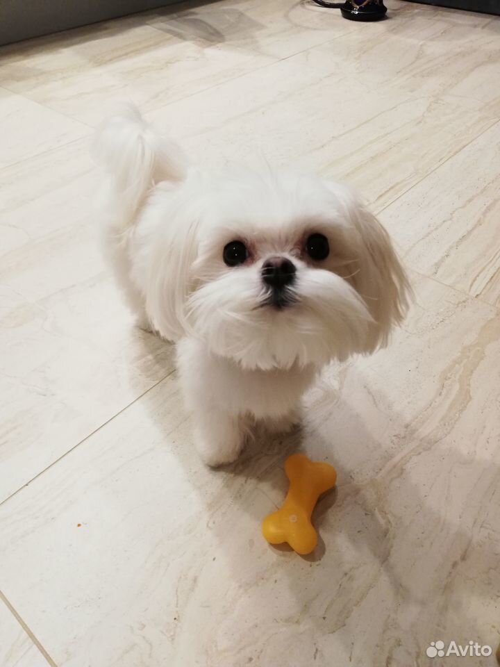 Вязка Мальтийская болонка