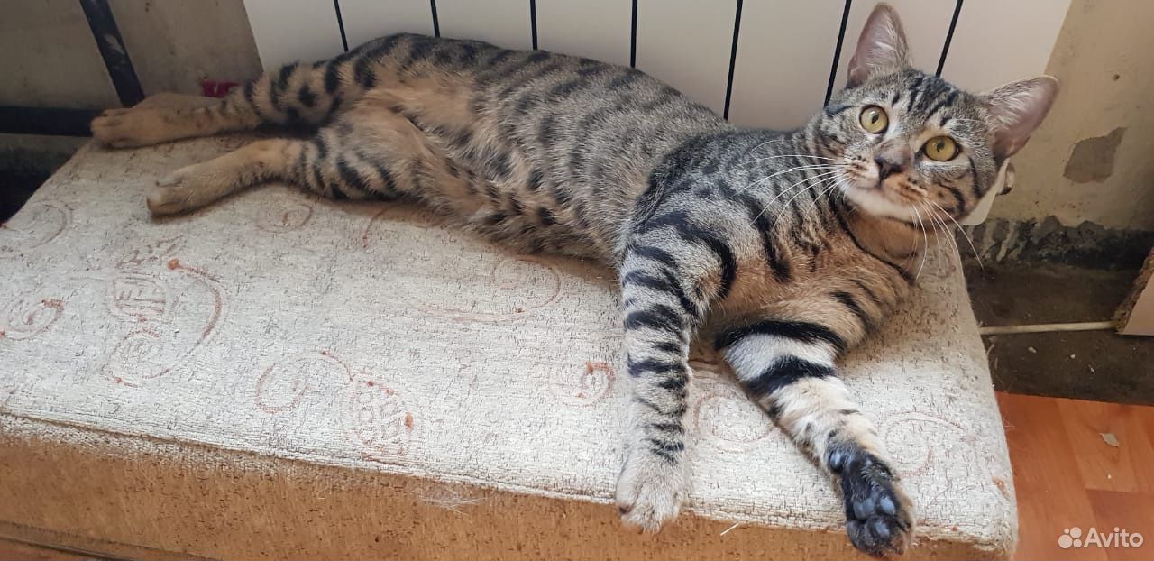 Котёнок мальчик 8 мес в добрые руки