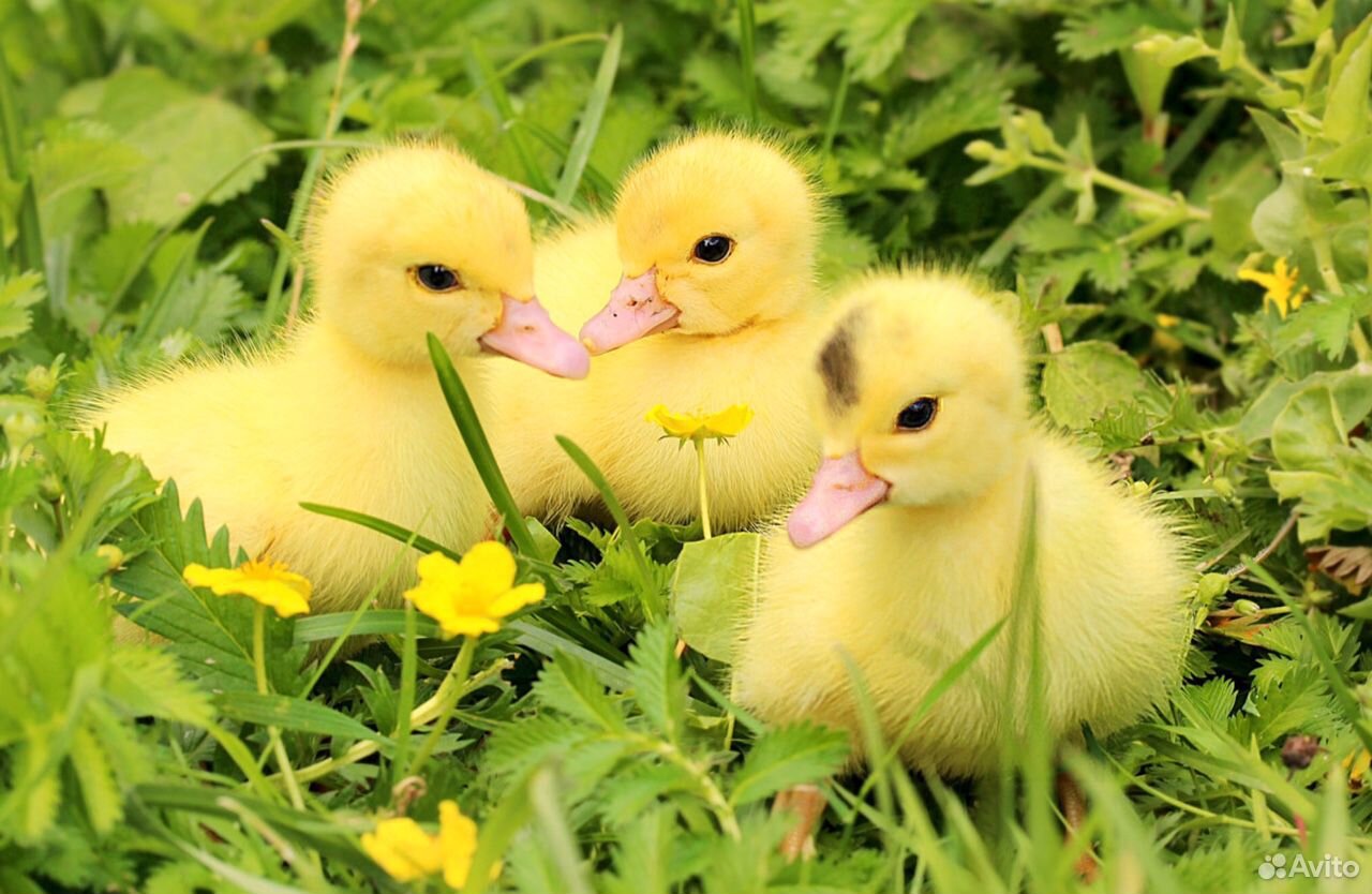 Утята суточные, подрост