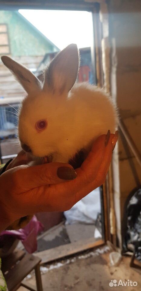 Калифорнийские кролики