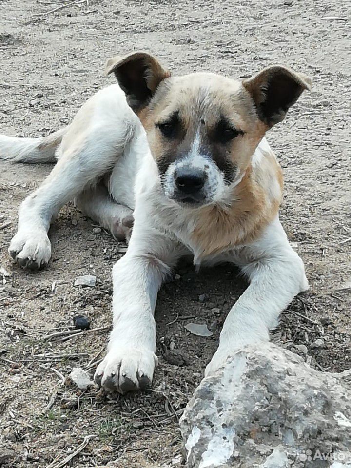 Метис в добрые руки