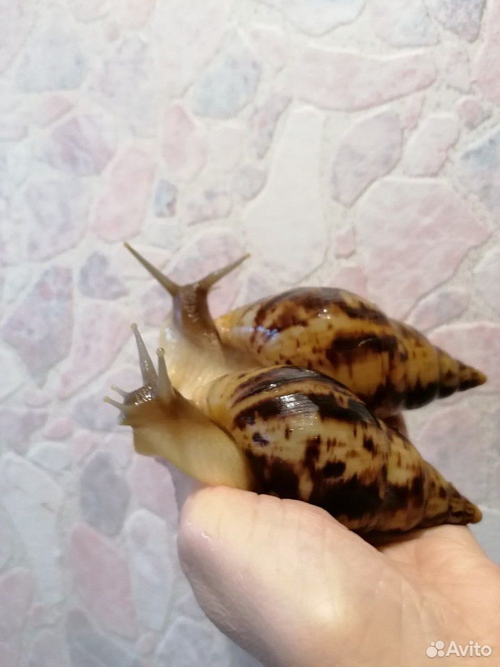 Улитка Ахатина