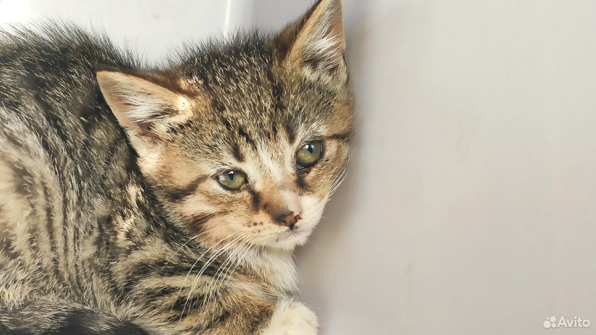 Серополосатый котёнок (кошечка) Дженни в добрые ру