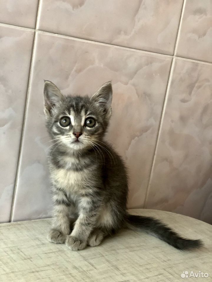 Котёнок