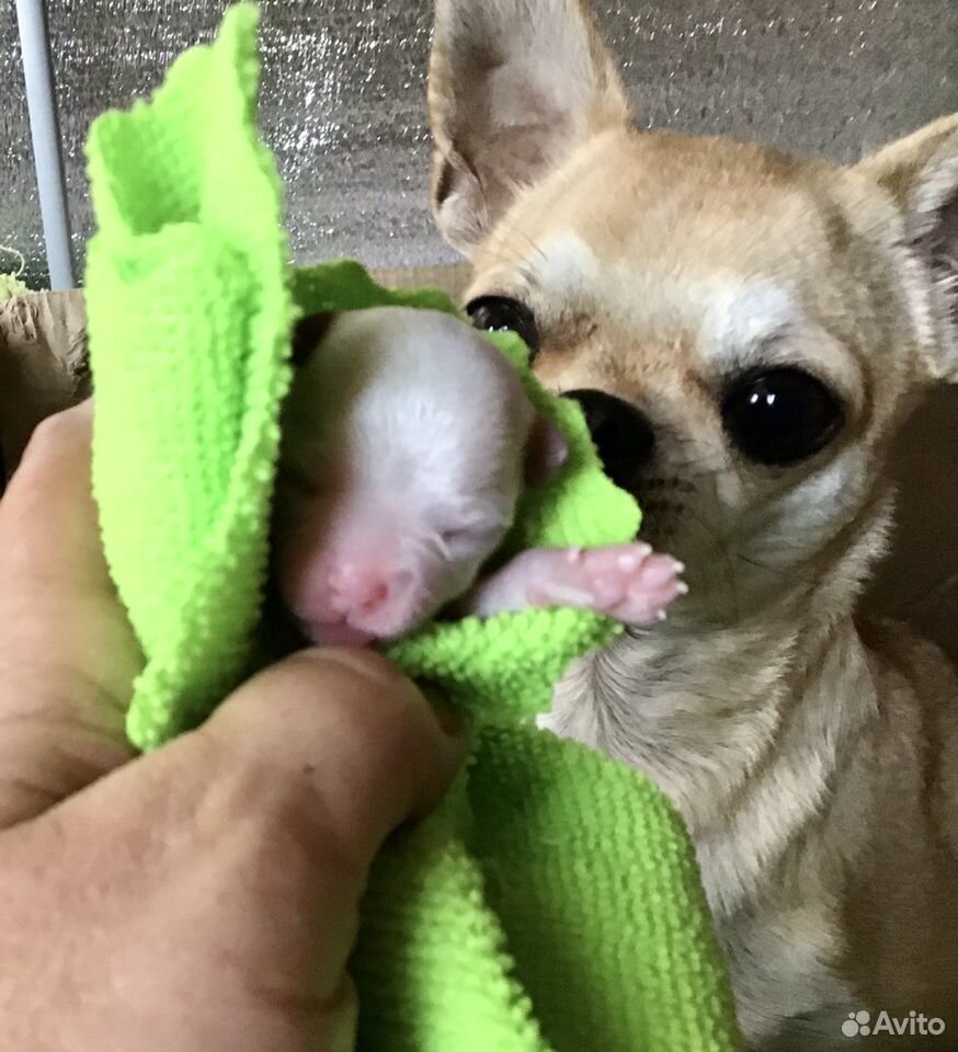 Мини детки чихуахуа