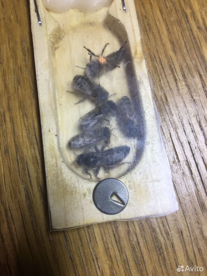 Пчеломатки неплодные