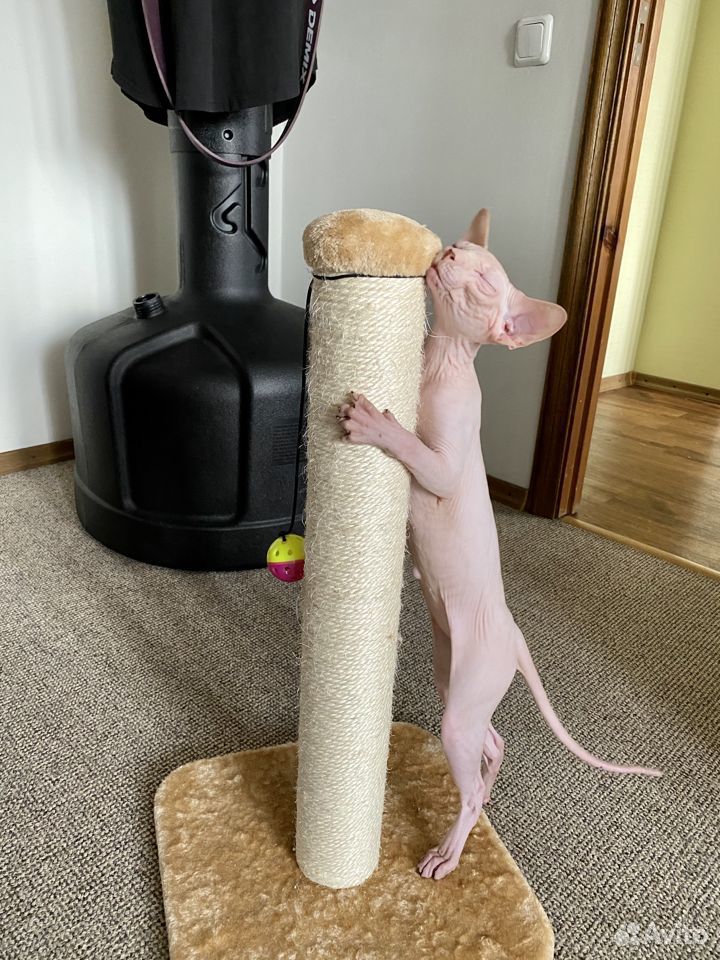 Продам котенка Сфинкса