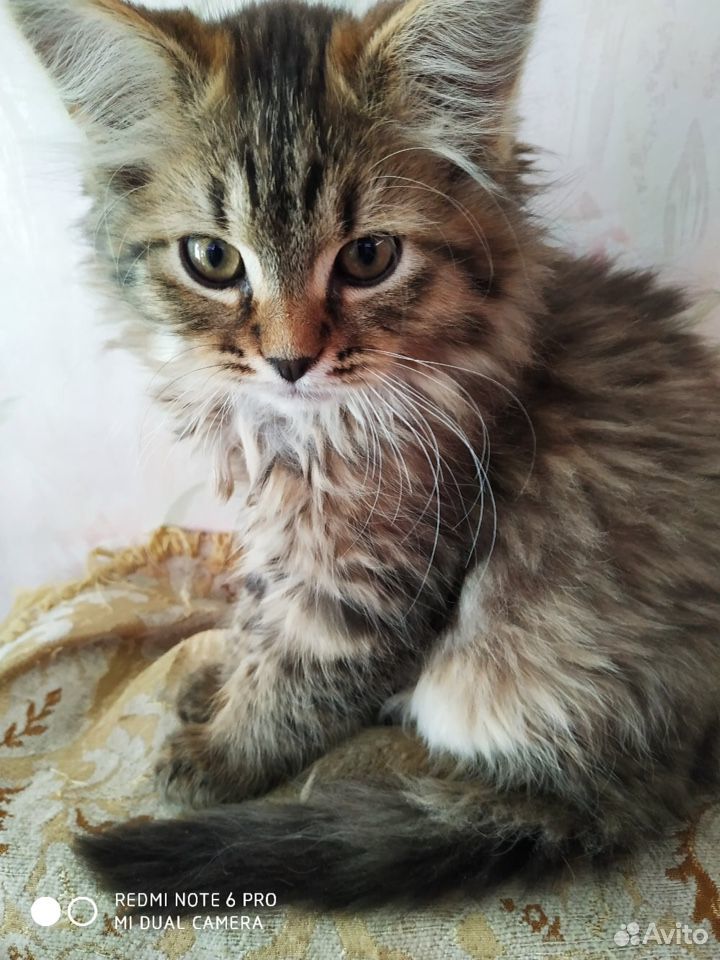 Сибирские котята