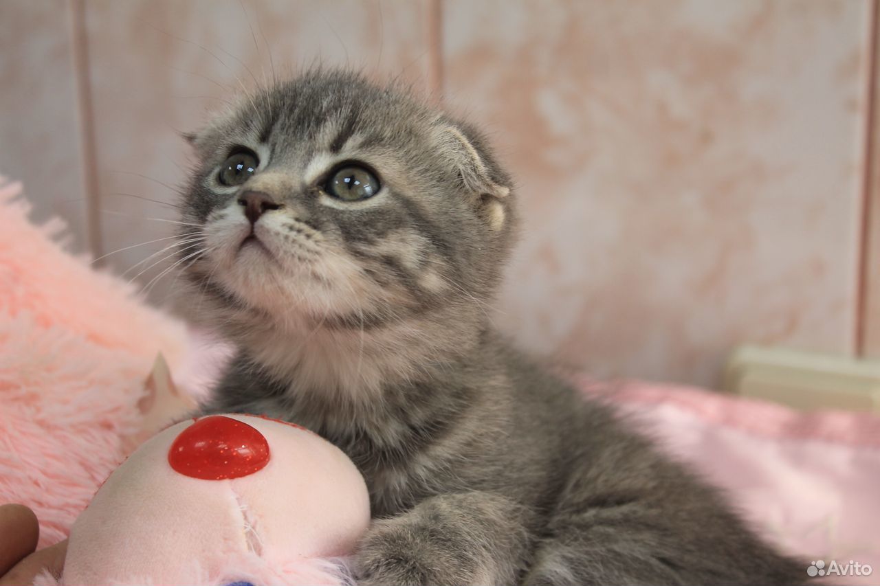 Малышка вислоушка