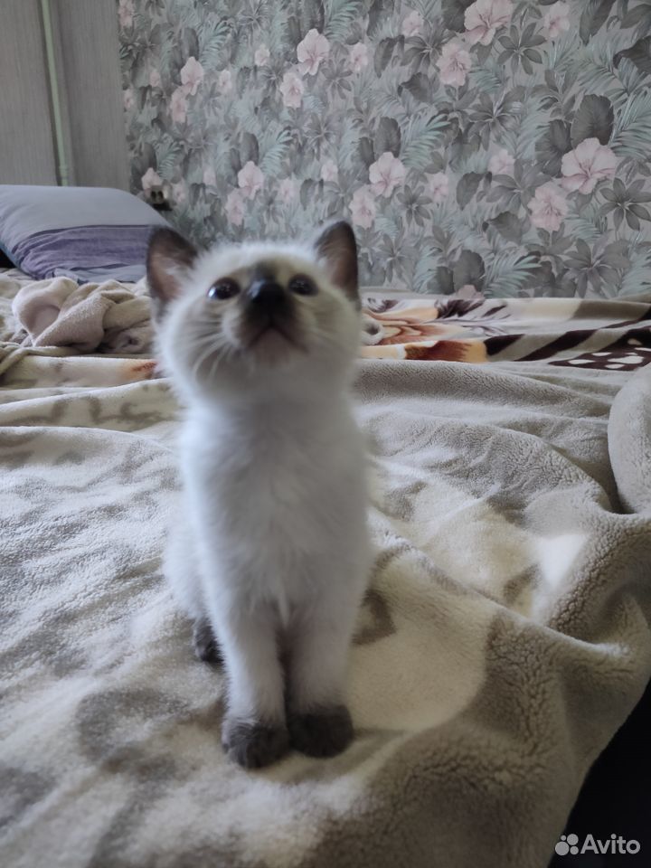 Котенок меконгского бобтейла