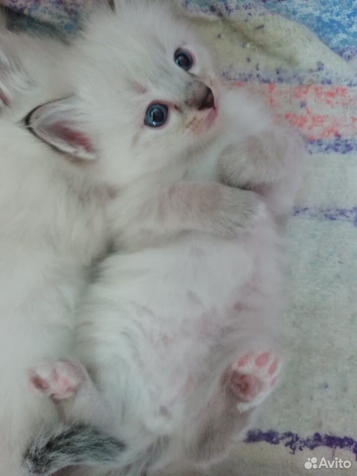 Невская маскарадная