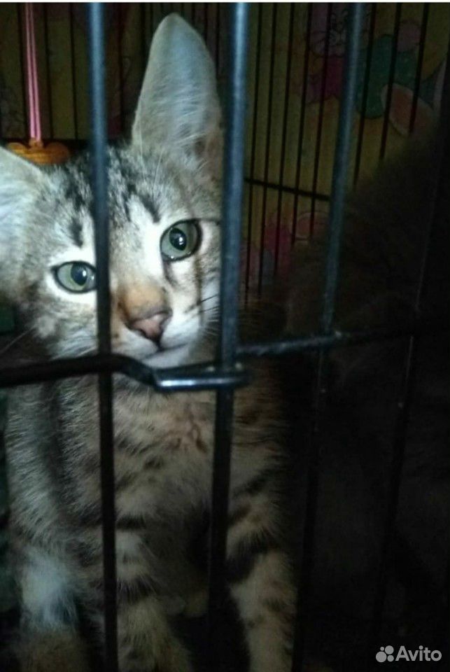 Котенок ищет дом